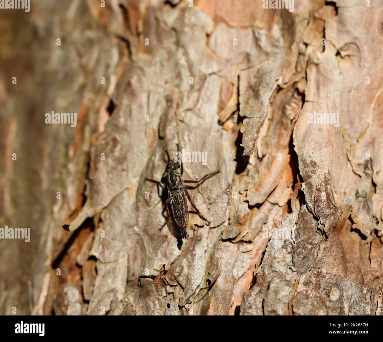 Conifer pests hi-res stock photography and images - Alamy