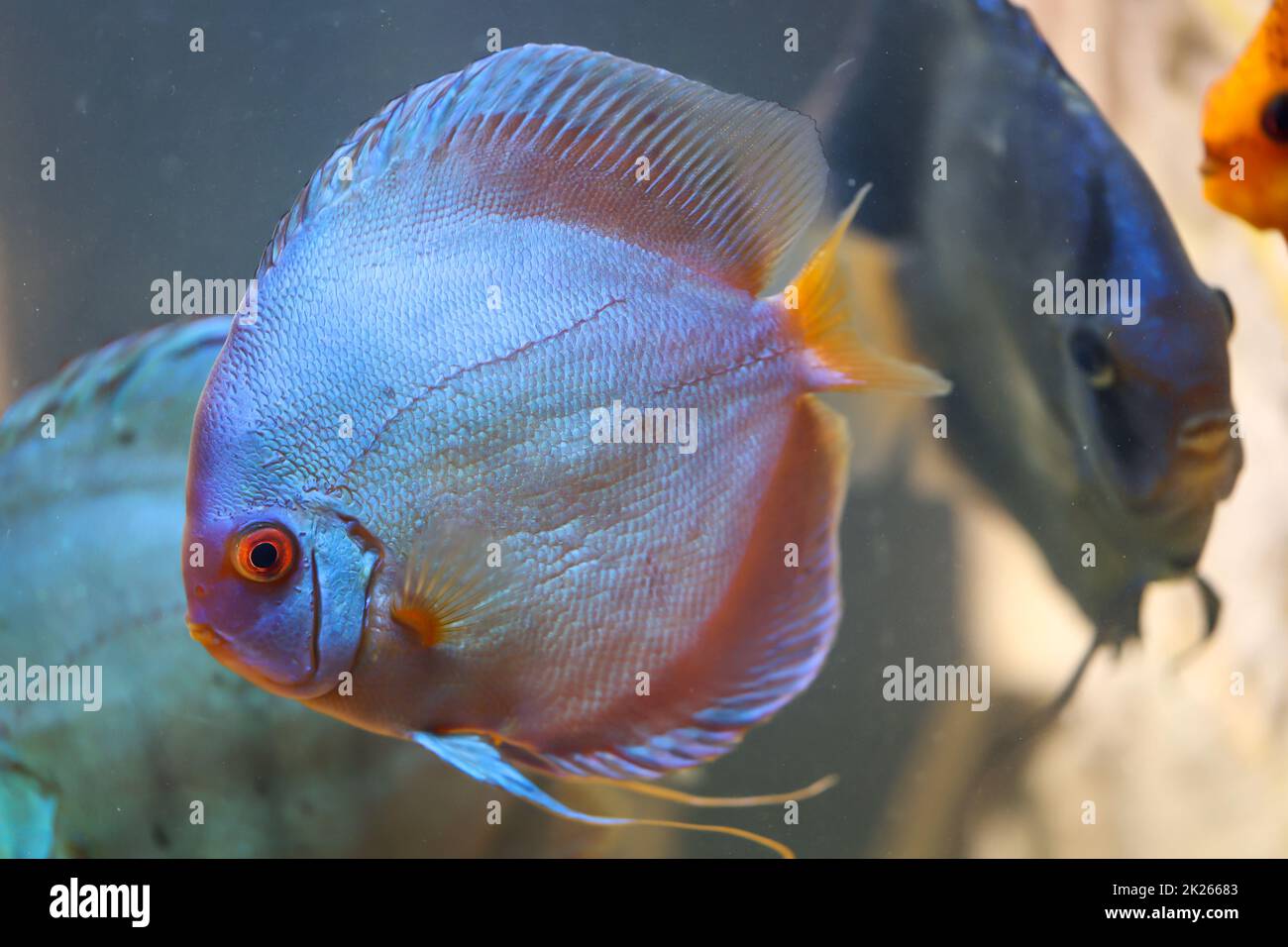 A discus fish in an aquarium. Discus fish originate from the Amazon ...