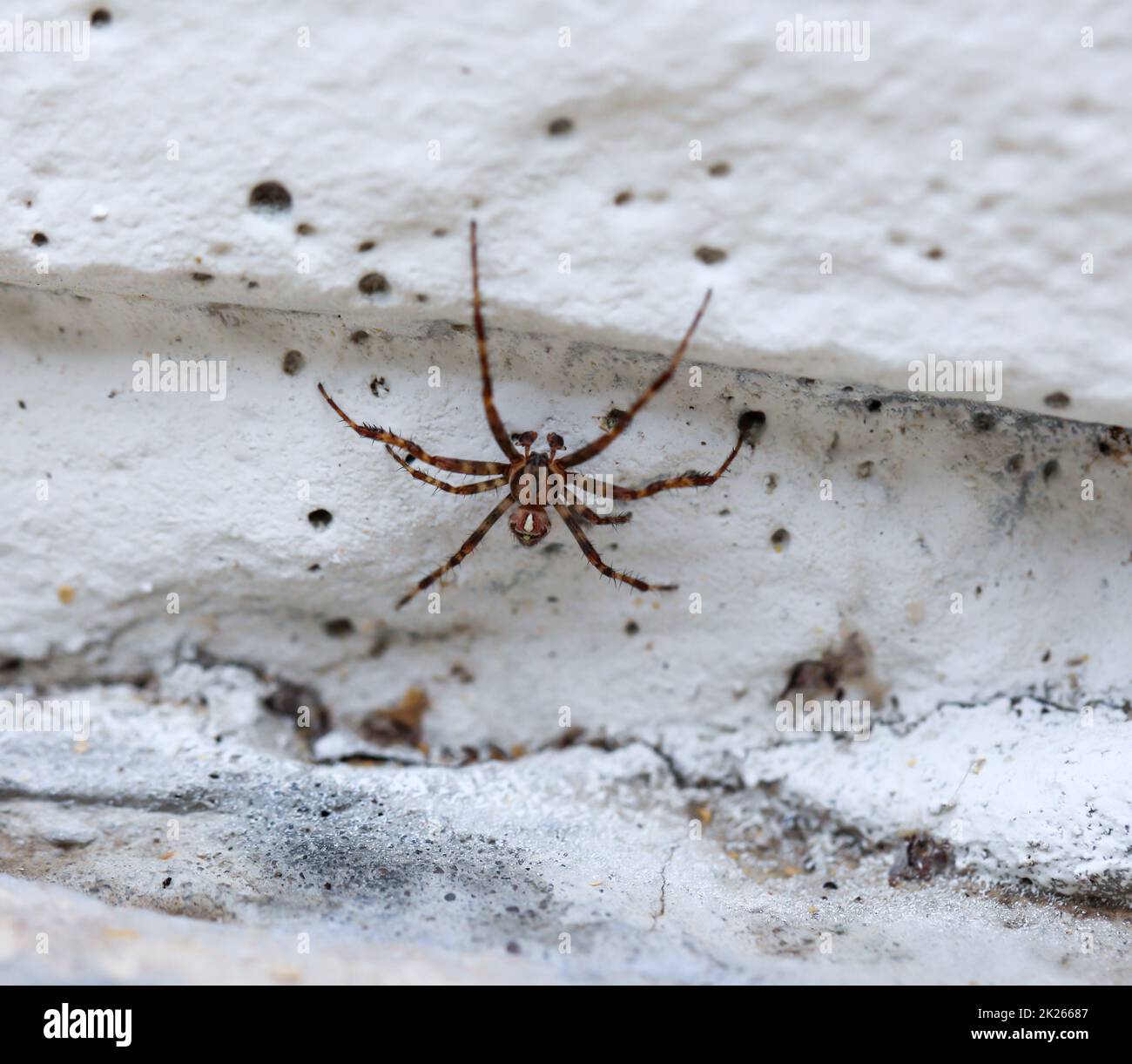 Can Spiders Climb Over Walls : How Spiders Climb Walls: Is Spiderman a ...