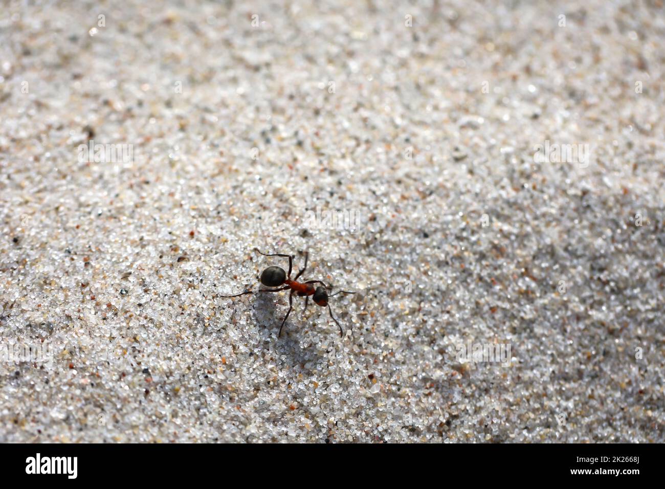 An ant with a black abdomen runs across sand Stock Photo - Alamy