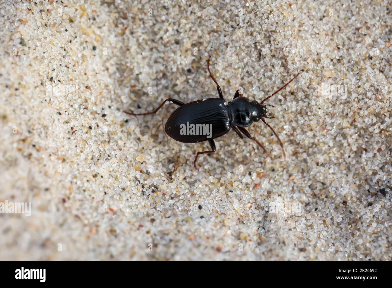 Purple and black beetle hi-res stock photography and images - Alamy