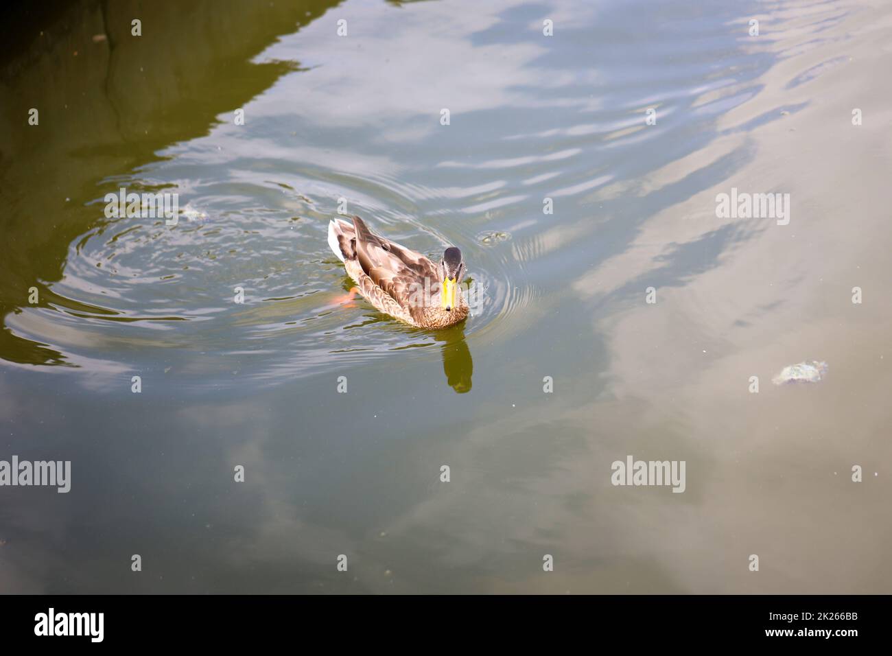 Mallards in a pond. The mallard is a species of bird and belongs to the ...