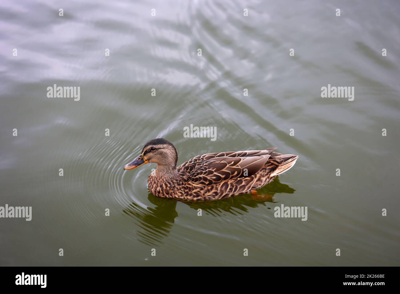 Mallards in a pond. The mallard is a species of bird and belongs to the ...