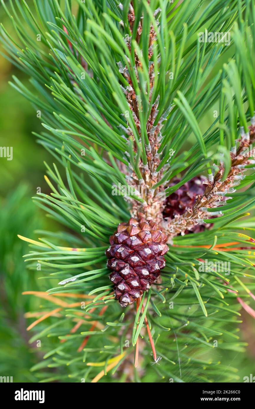 Beautiful conifer tree branch hi-res stock photography and images - Alamy