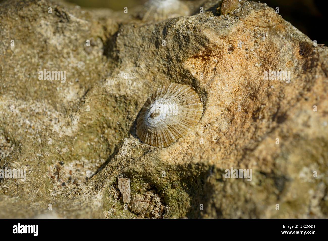 Limpets underwater hi-res stock photography and images - Alamy