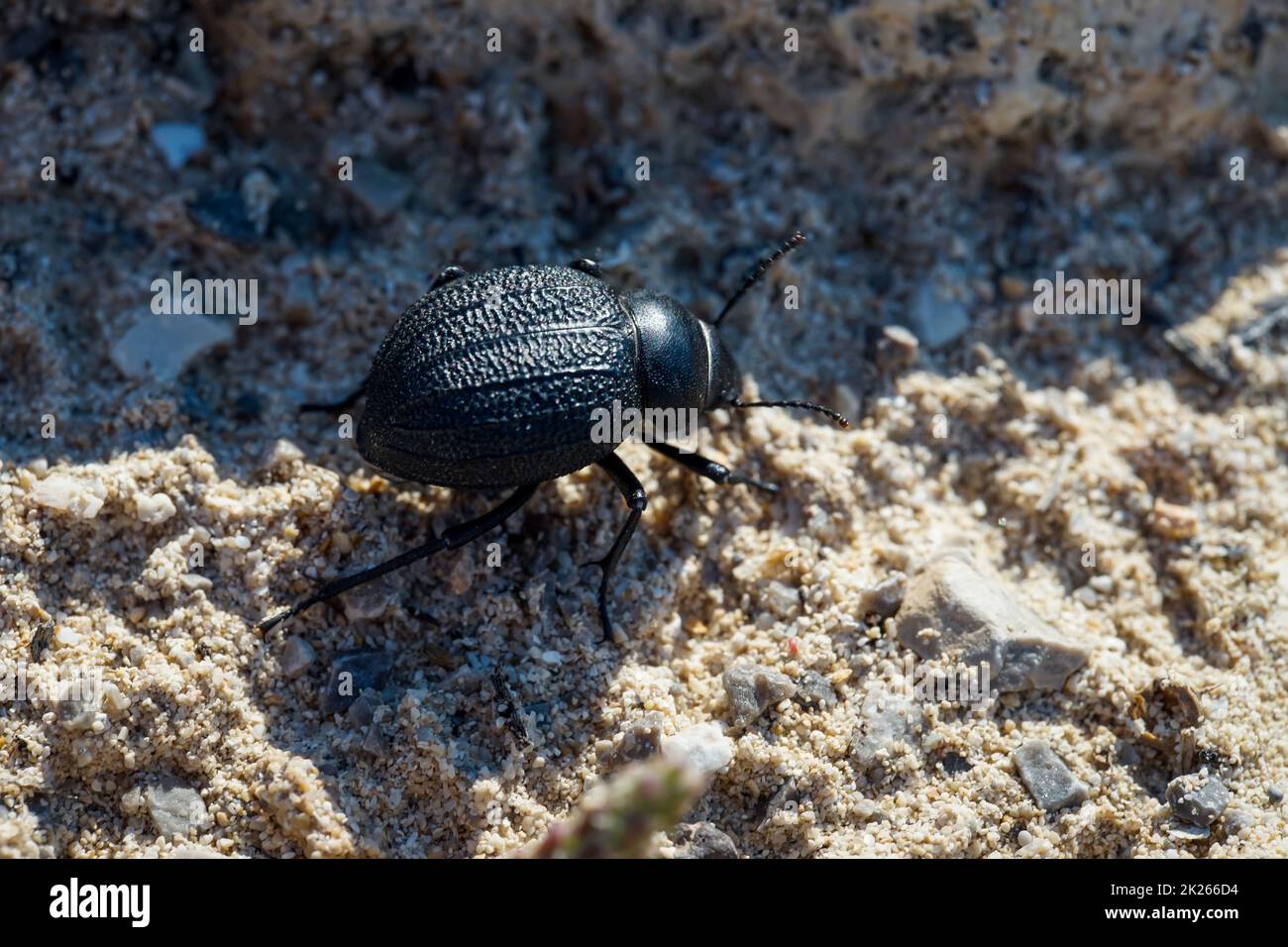 A fat round black beetle in the sand. Close-up of a small beetle Stock ...