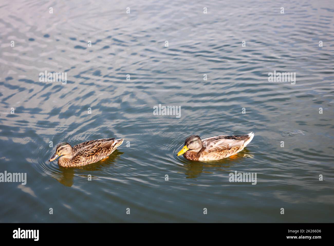 Mallards in a pond. The mallard is a species of bird and belongs to the ...