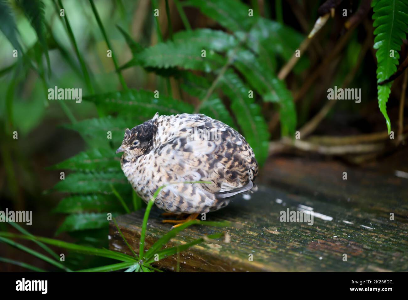 Close up portrait of a Pygmy Quail, a species of Pheasantidae ...