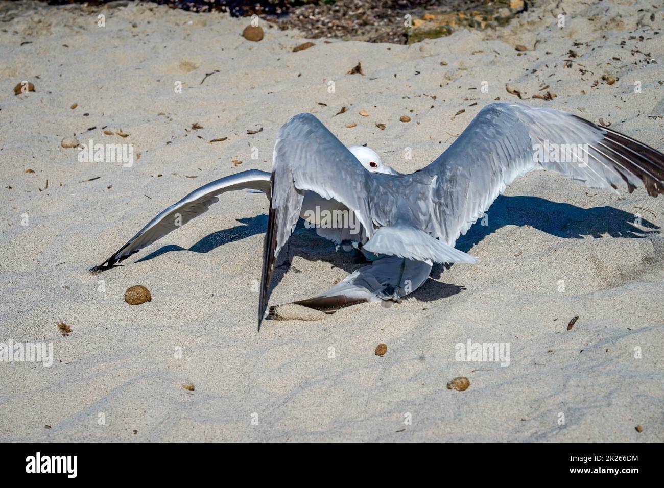 Arguing beach hi-res stock photography and images - Alamy