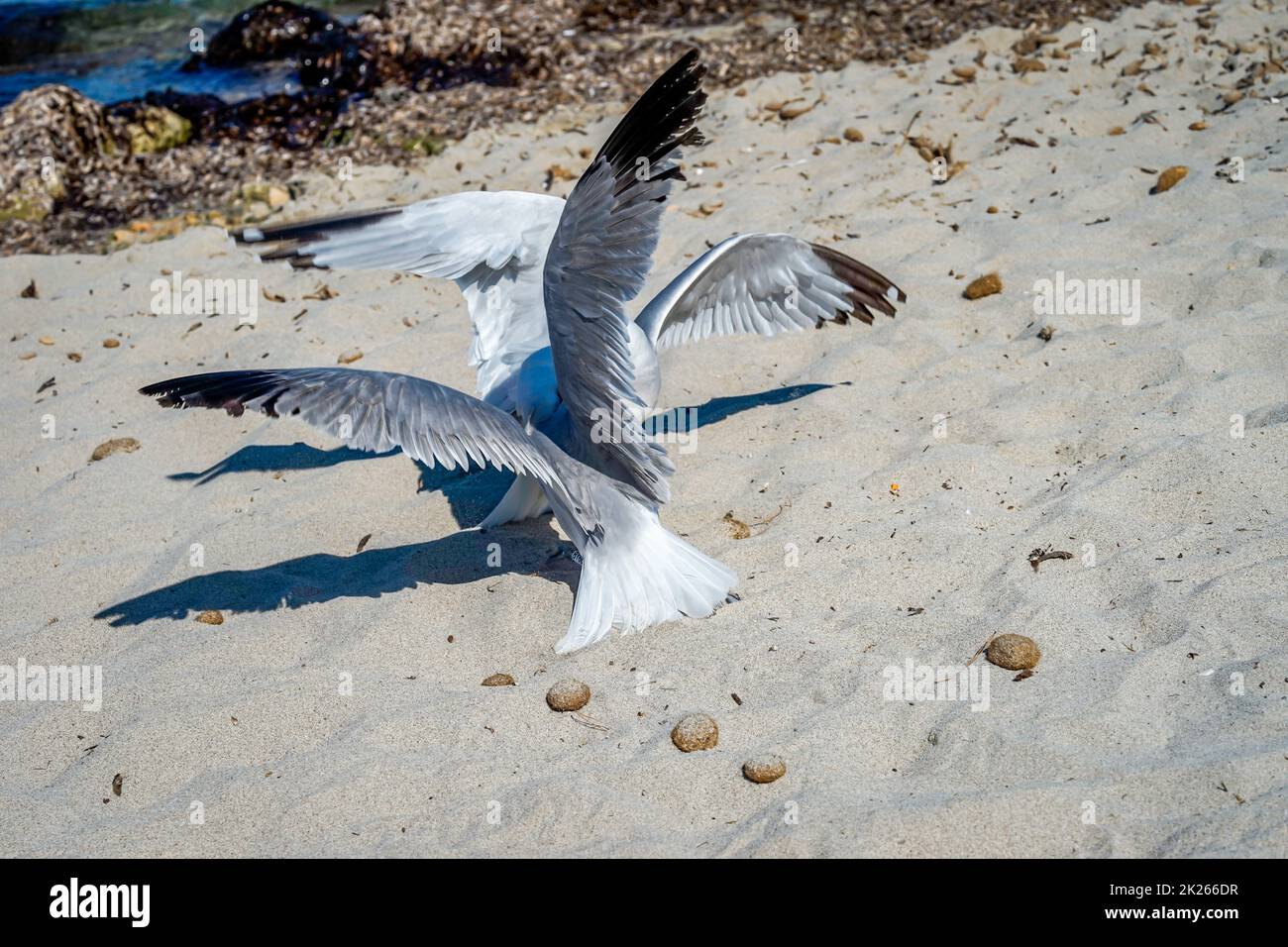 Arguing beach hi-res stock photography and images - Alamy