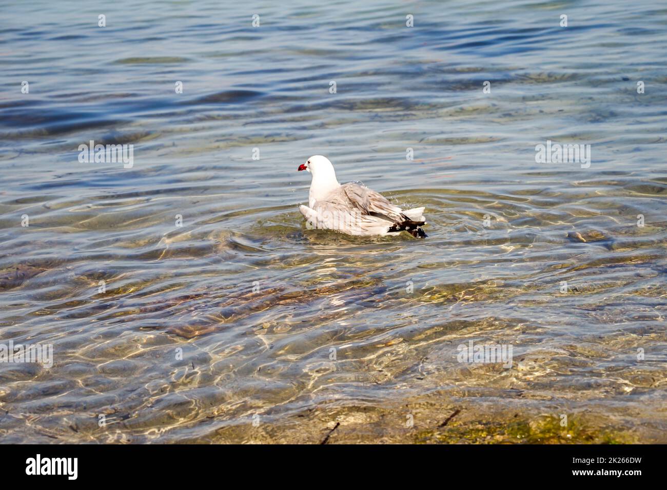 The sea water bath hi-res stock photography and images - Alamy