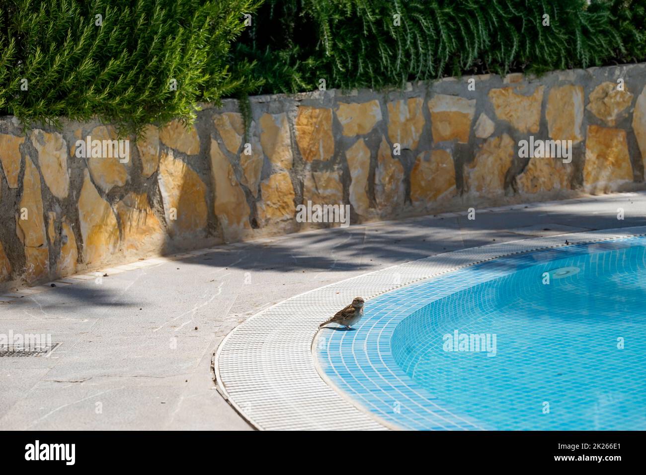Shot of a sparrow by the pool. Sparrows are cheeky and funny birds ...