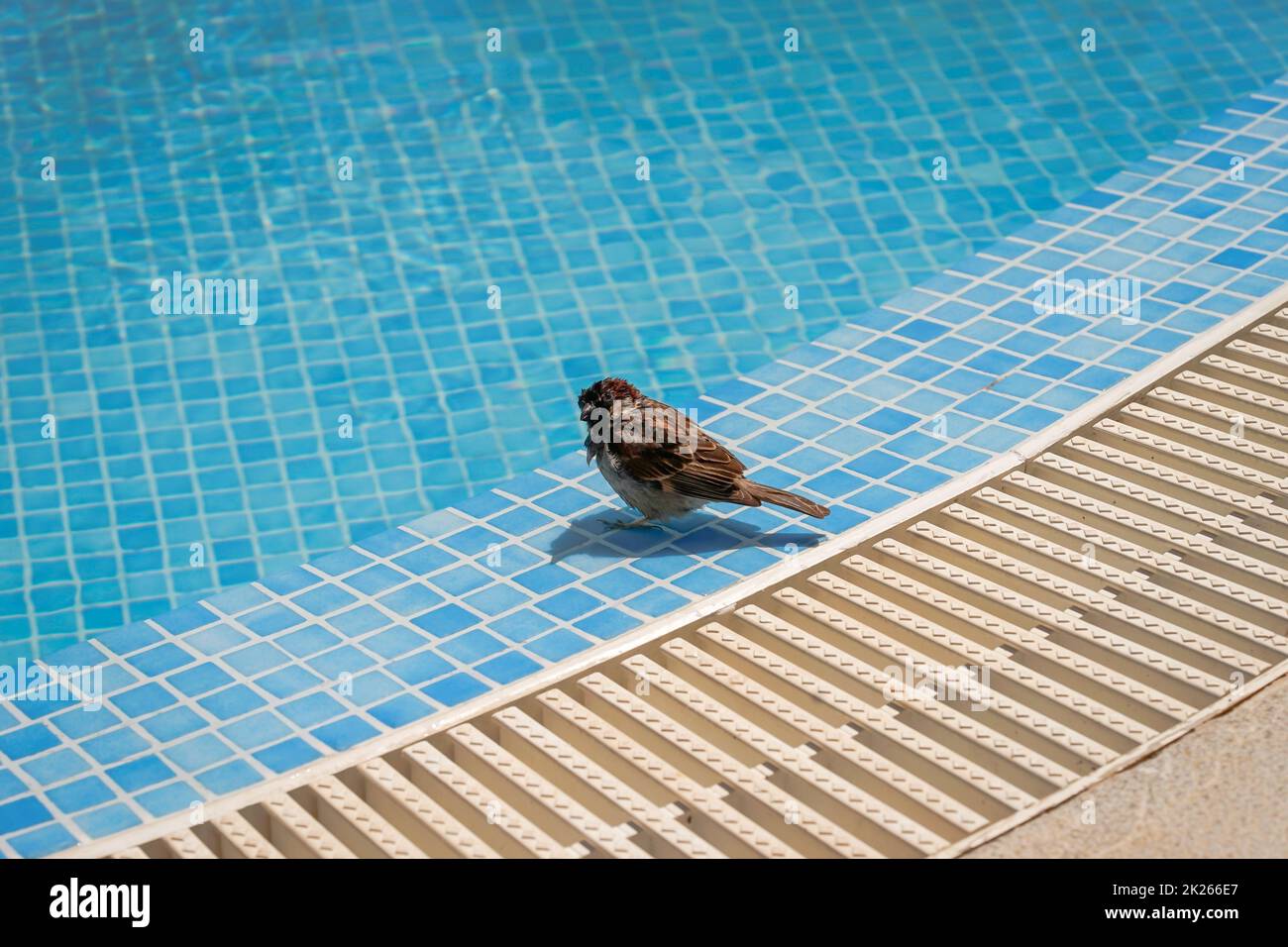 Shot of a sparrow by the pool. Sparrows are cheeky and funny birds ...