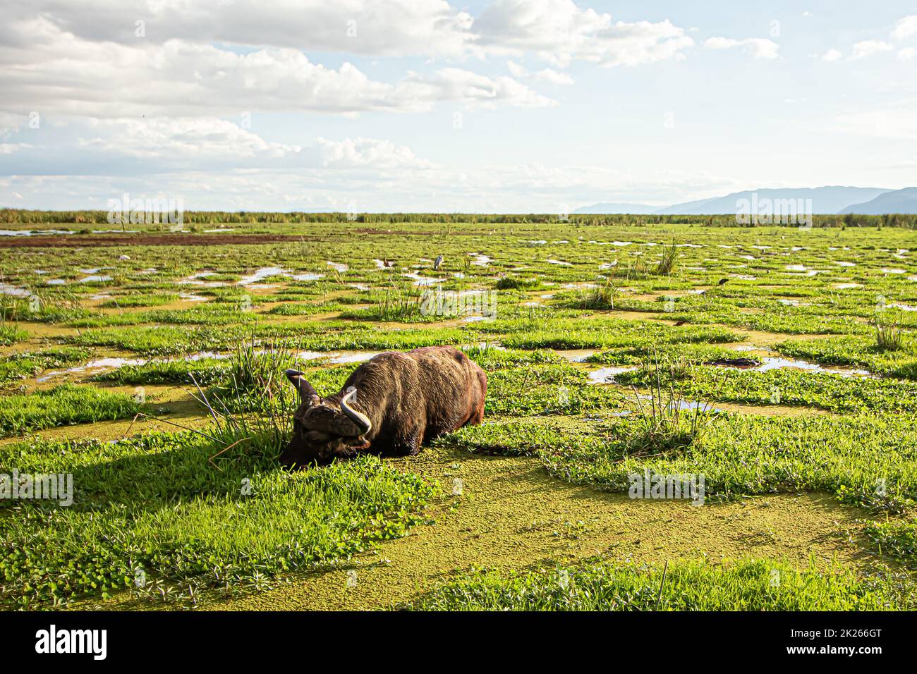 Close-up of a buffalo, photographed during a touristic safari in the ...