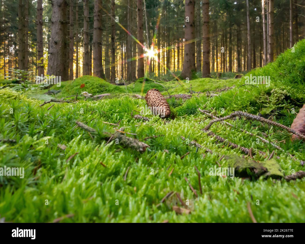 Autumn forest scenery Stock Photo - Alamy