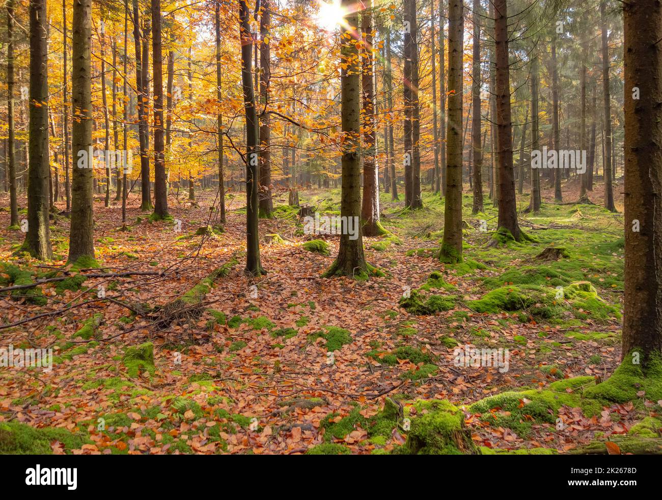 Sunny evening forest scenery hi-res stock photography and images - Alamy