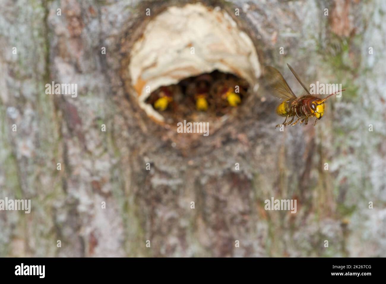 A hornet leaves its nest Stock Photo - Alamy
