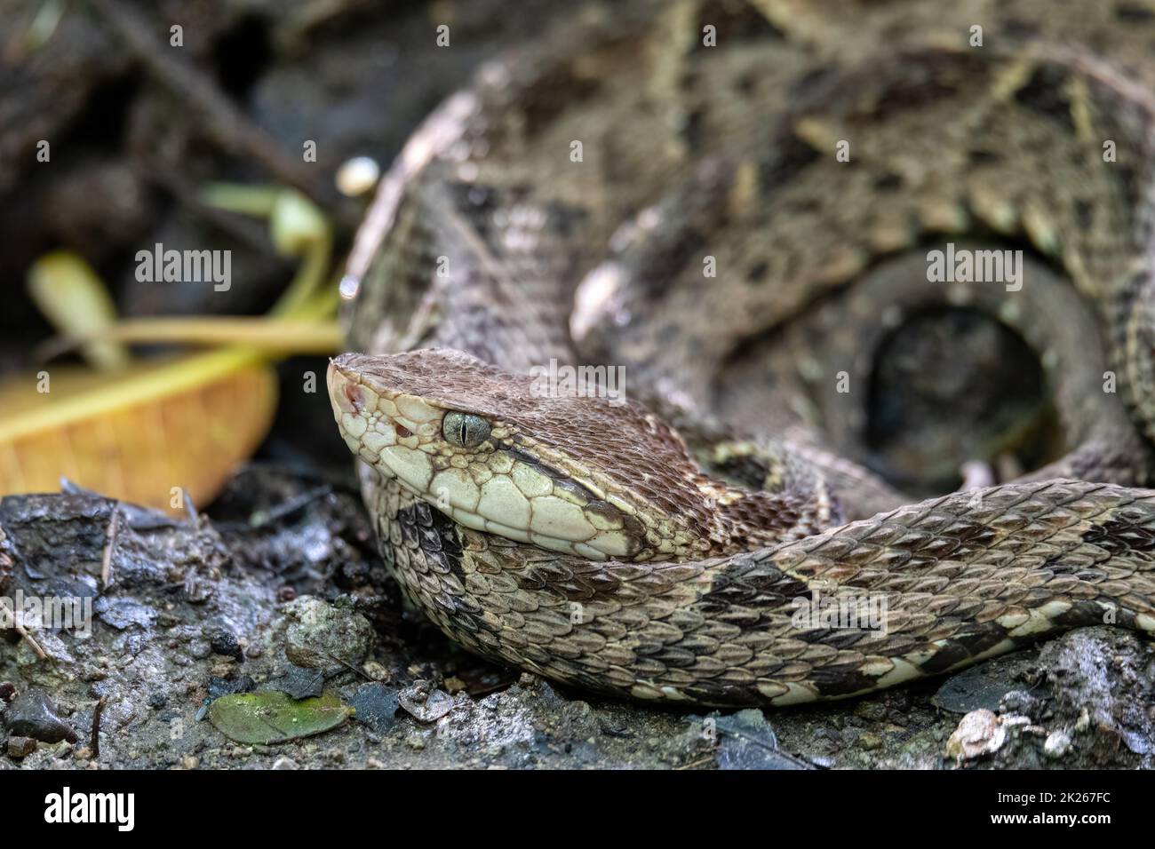 Terciopelo, Bothrops asper, Carara, Costa Rica wildlife Stock Photo - Alamy