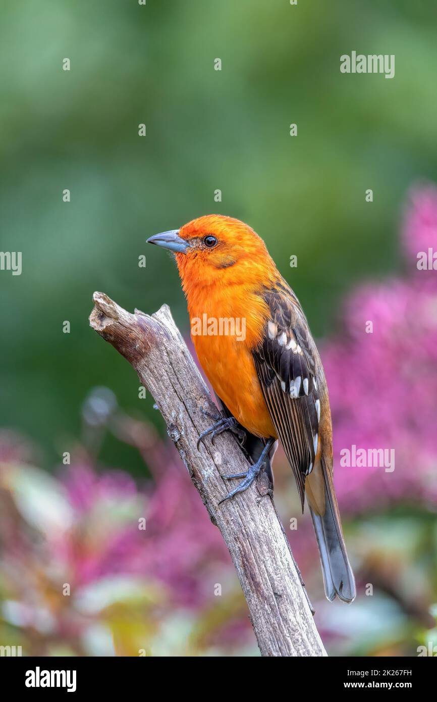 Flame-colored tanager male, Piranga bidentata, San Gerardo de Dota ...