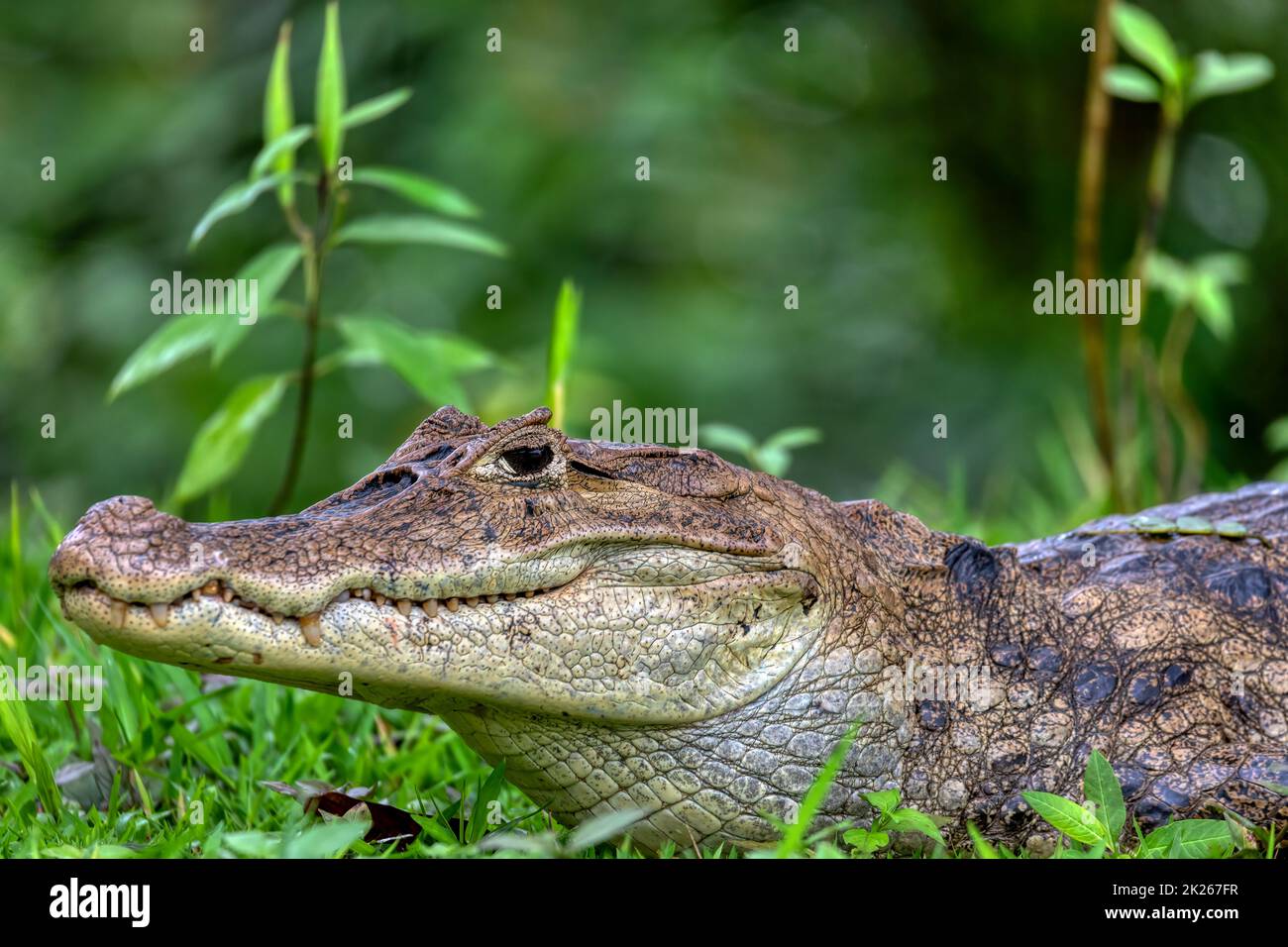 Spectacled caiman, Caiman crocodilus Cano Negro, Costa Rica Stock Photo ...