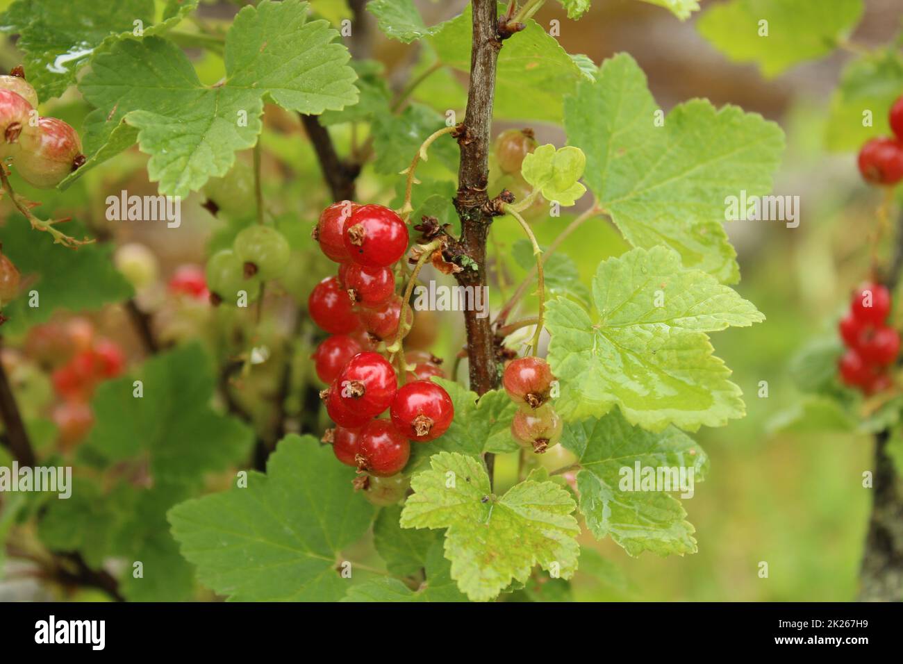 Currants in garden hi-res stock photography and images - Alamy