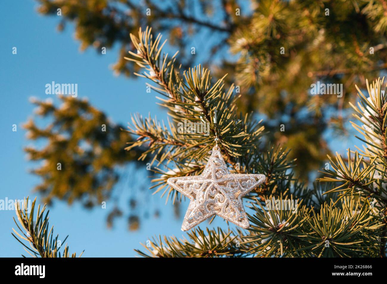 Silver spruce hi-res stock photography and images - Alamy
