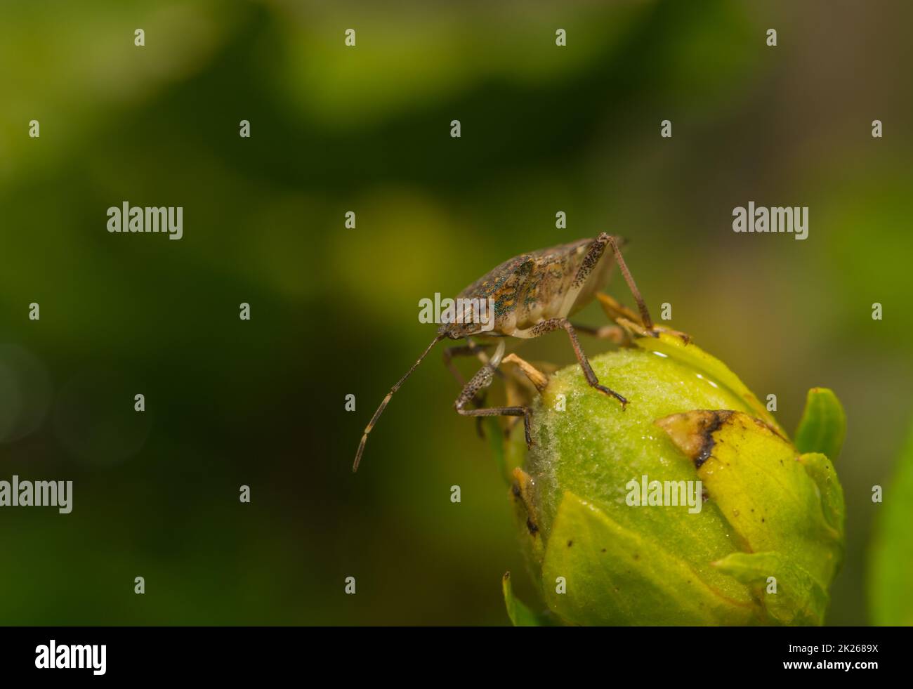 a close up of a bug on a plant Stock Photo - Alamy