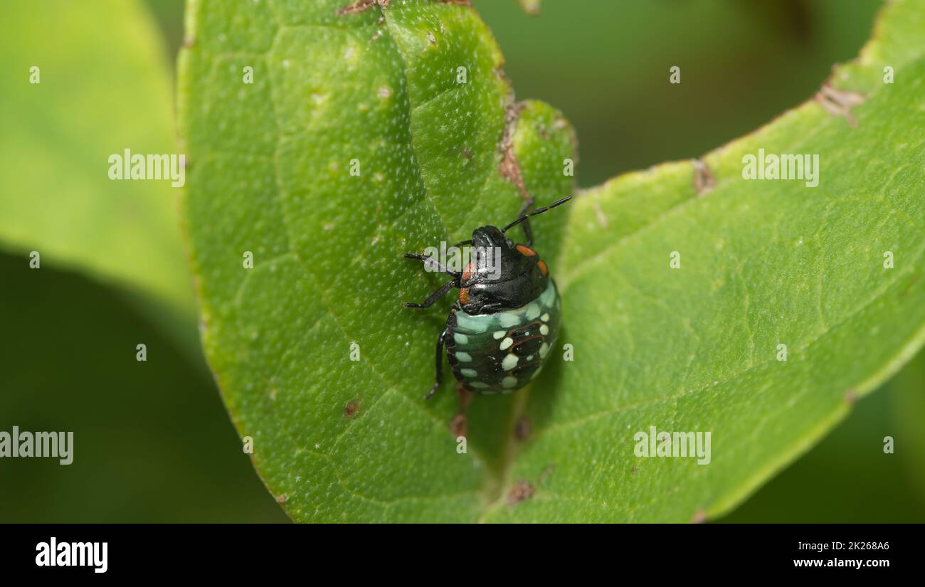 a close up of a bug on a leaf Stock Photo - Alamy