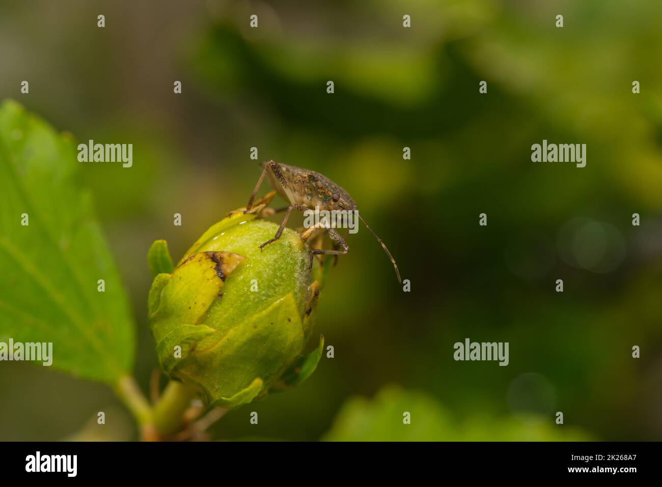 a close up of a bug on a plant Stock Photo - Alamy