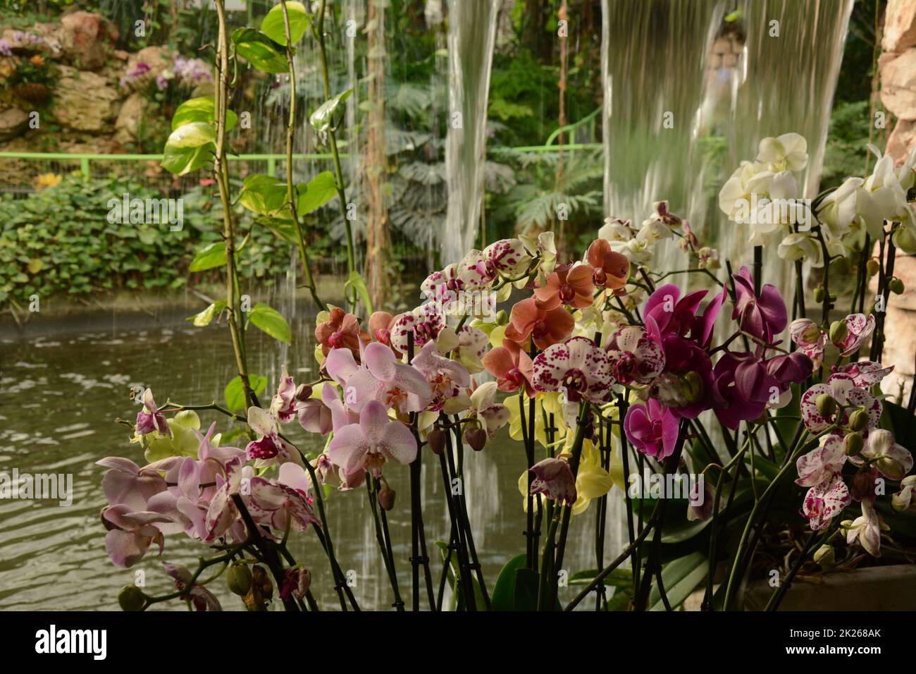Orchids one of the largest and most diverse groups of flowering plants ...