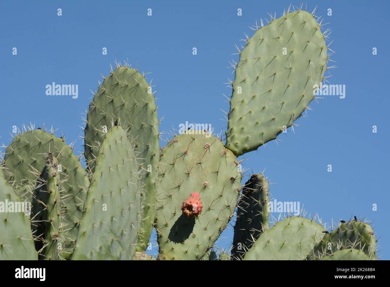 Pink fruit of the prickly pear cactus hi-res stock photography and ...