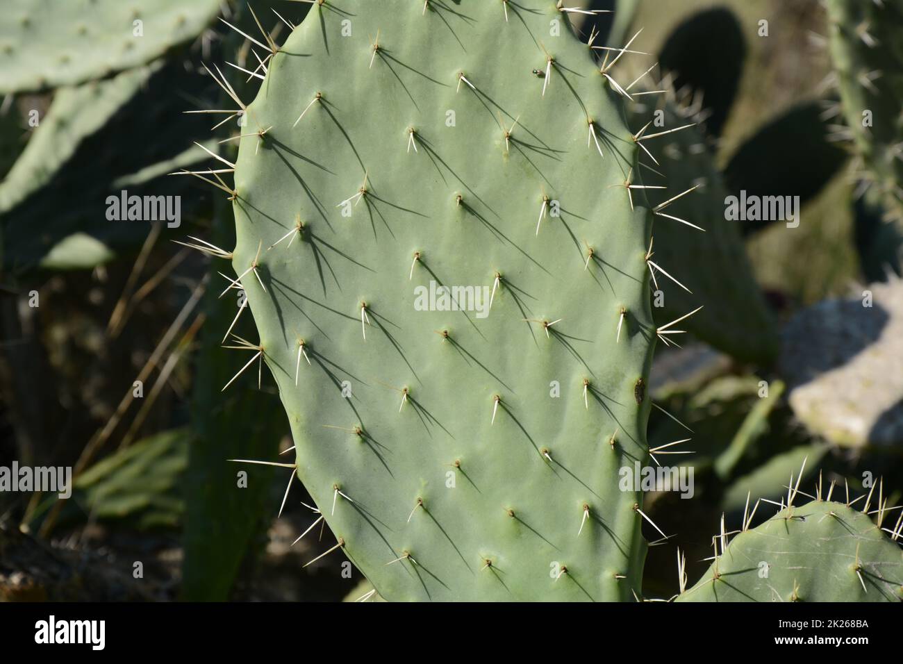 Prickly pears hi-res stock photography and images - Alamy