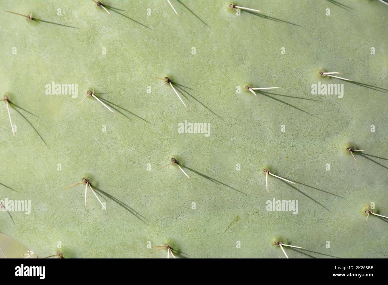 Opuntia israeli symbol leaf hi-res stock photography and images - Alamy