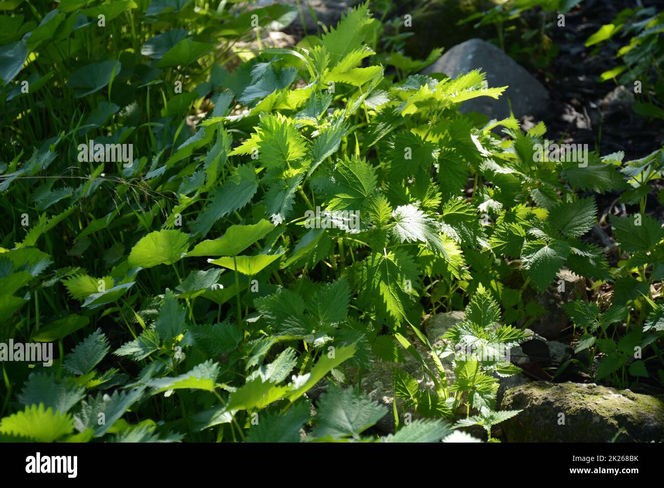 Green fresh nettles in forest, Stinging nettle. Thickets of nettles ...