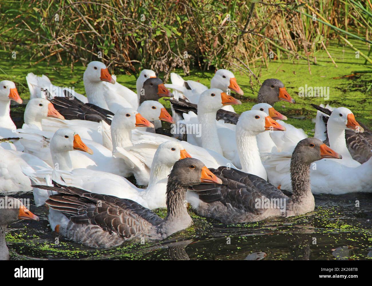 flight of domestic geese swimming on river. Domestic birds Stock Photo ...
