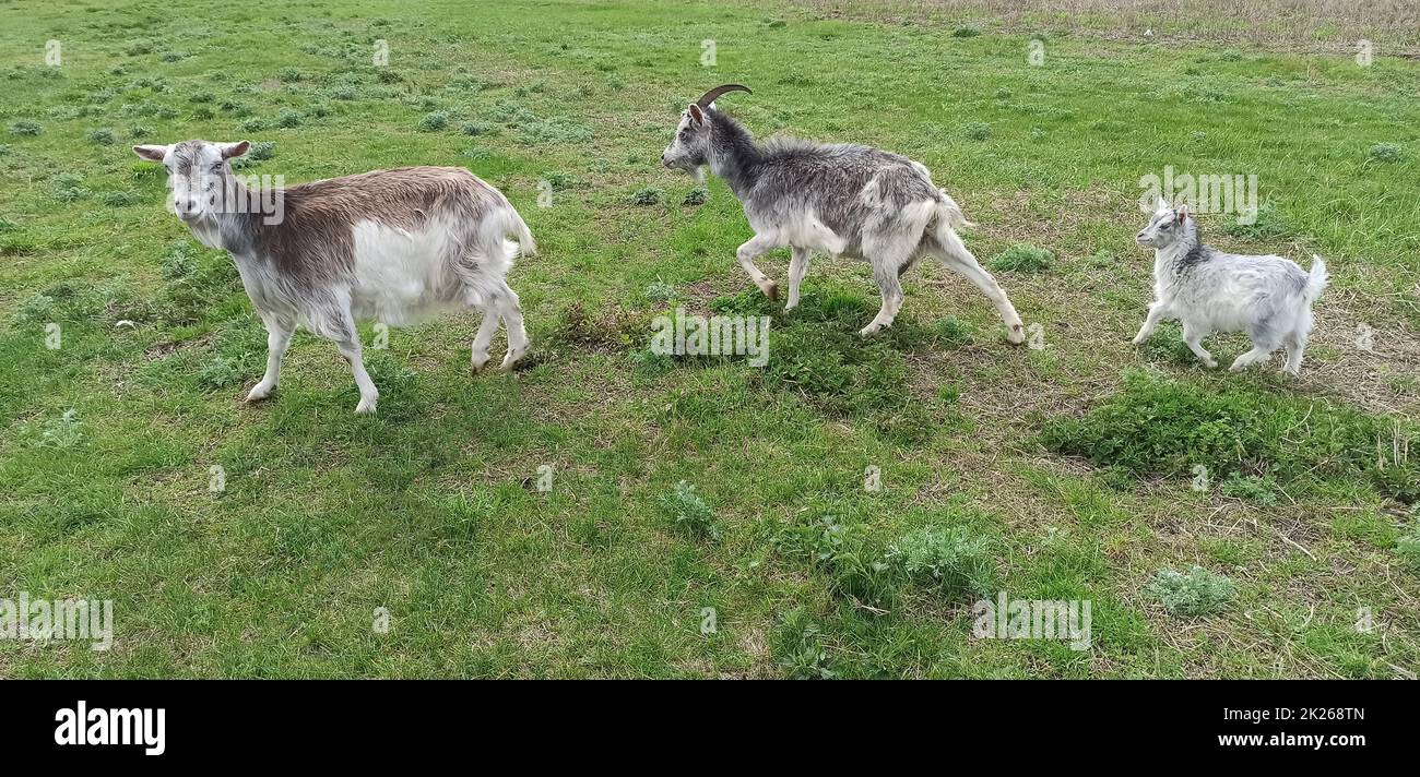 Goat kid on green grass grazing together with parents on pasture. Goat ...