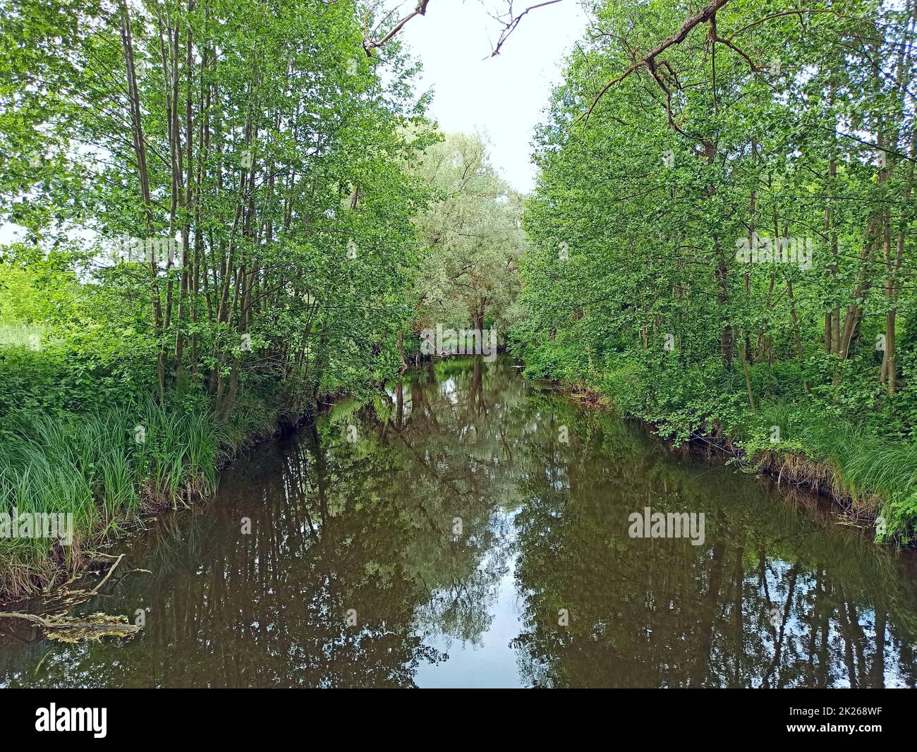 landscape with summer river with many trees and green brushwood on the ...