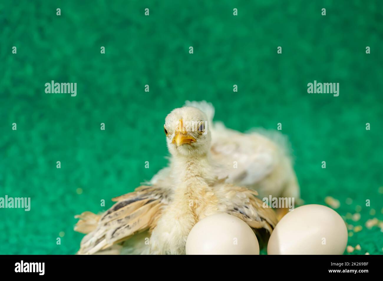 The yellow chicks and egg Stock Photo - Alamy