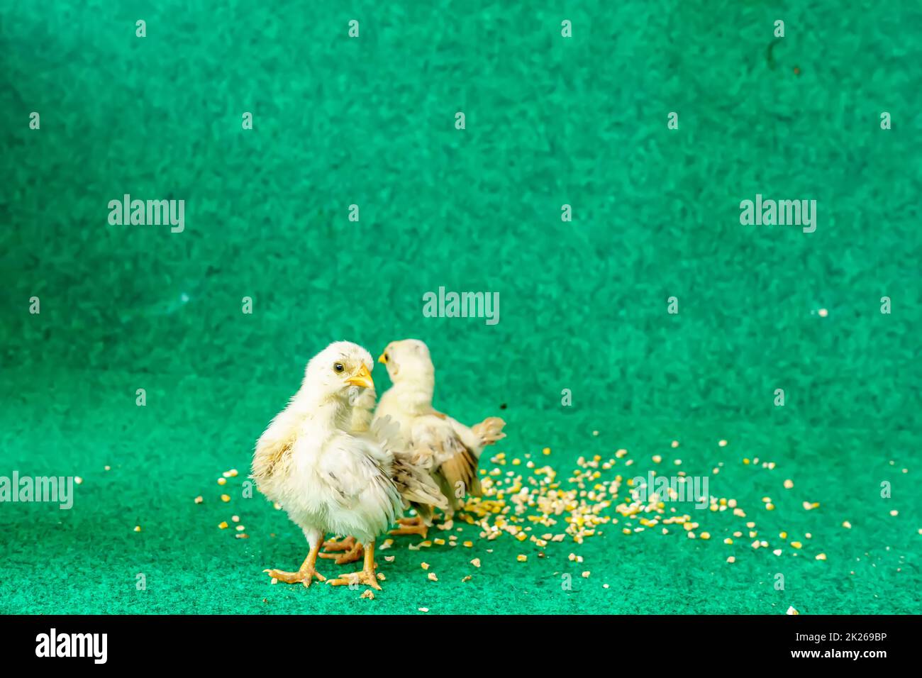 The yellow chicks Stock Photo - Alamy
