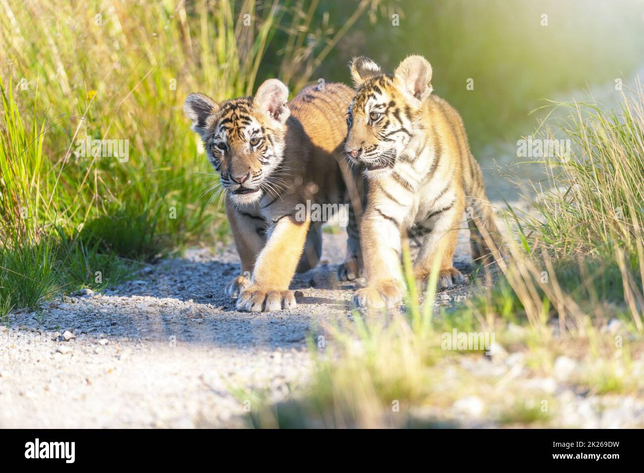 Stream on forest road hi-res stock photography and images - Alamy