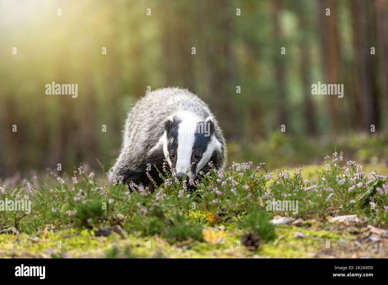 European badger iith his head bowed in the heather Stock Photo - Alamy
