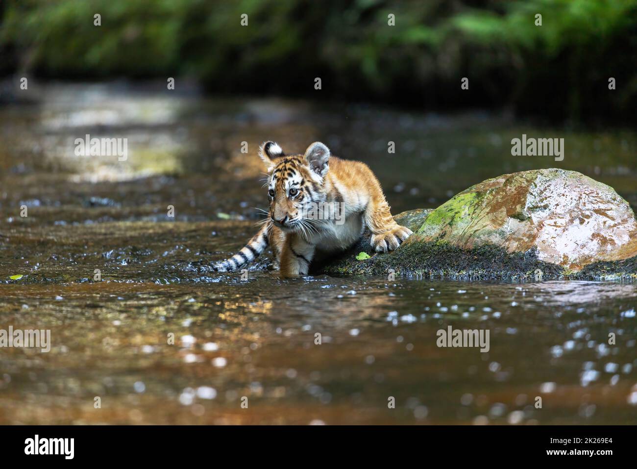 Bengal tiger cub is lying on the a stone in river stream Stock Photo ...