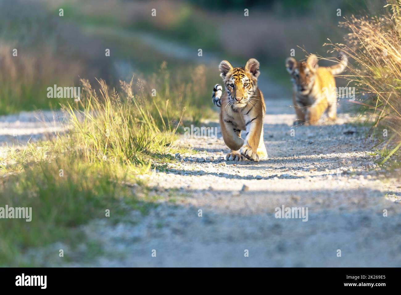 Front view of pair of Bengal tiger cubs on a walk outdoors Stock Photo ...