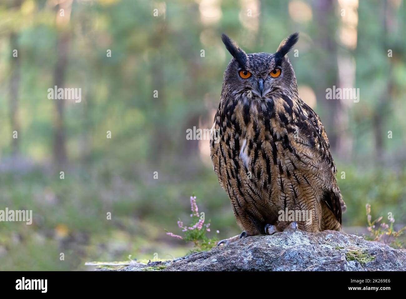 Front view of brown owl is sitting on the stone closeup Stock Photo - Alamy