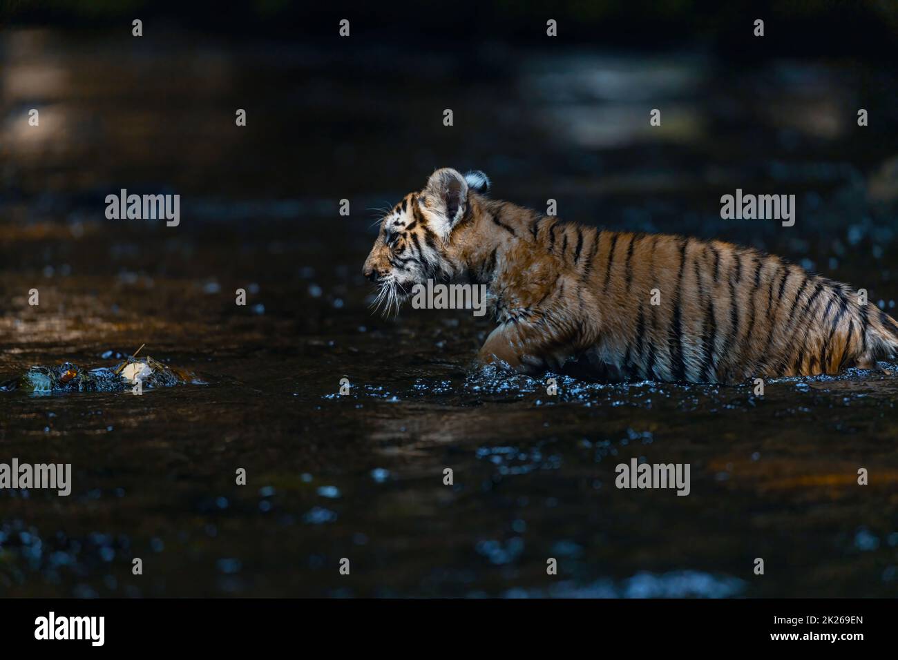 Bengal tiger cub is posing in the water. Side view Stock Photo - Alamy