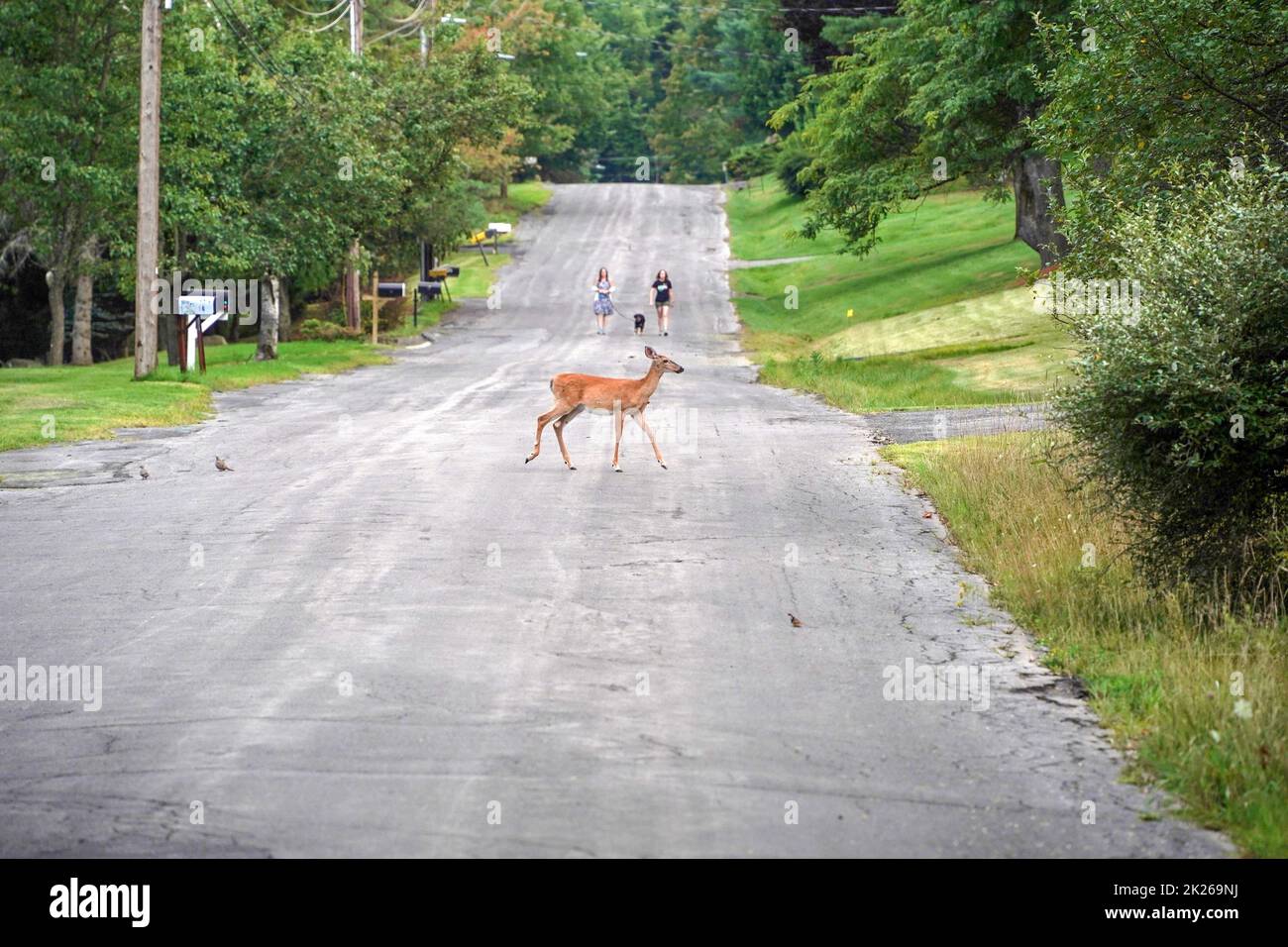 white tail deer crossing road near the houses in new york state county ...