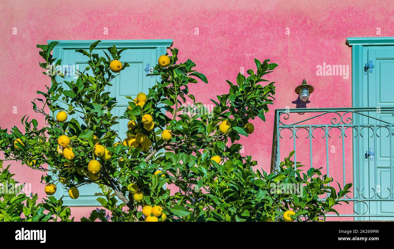 Lemon Tree, Galaxidi Town, Greece Stock Photo - Alamy