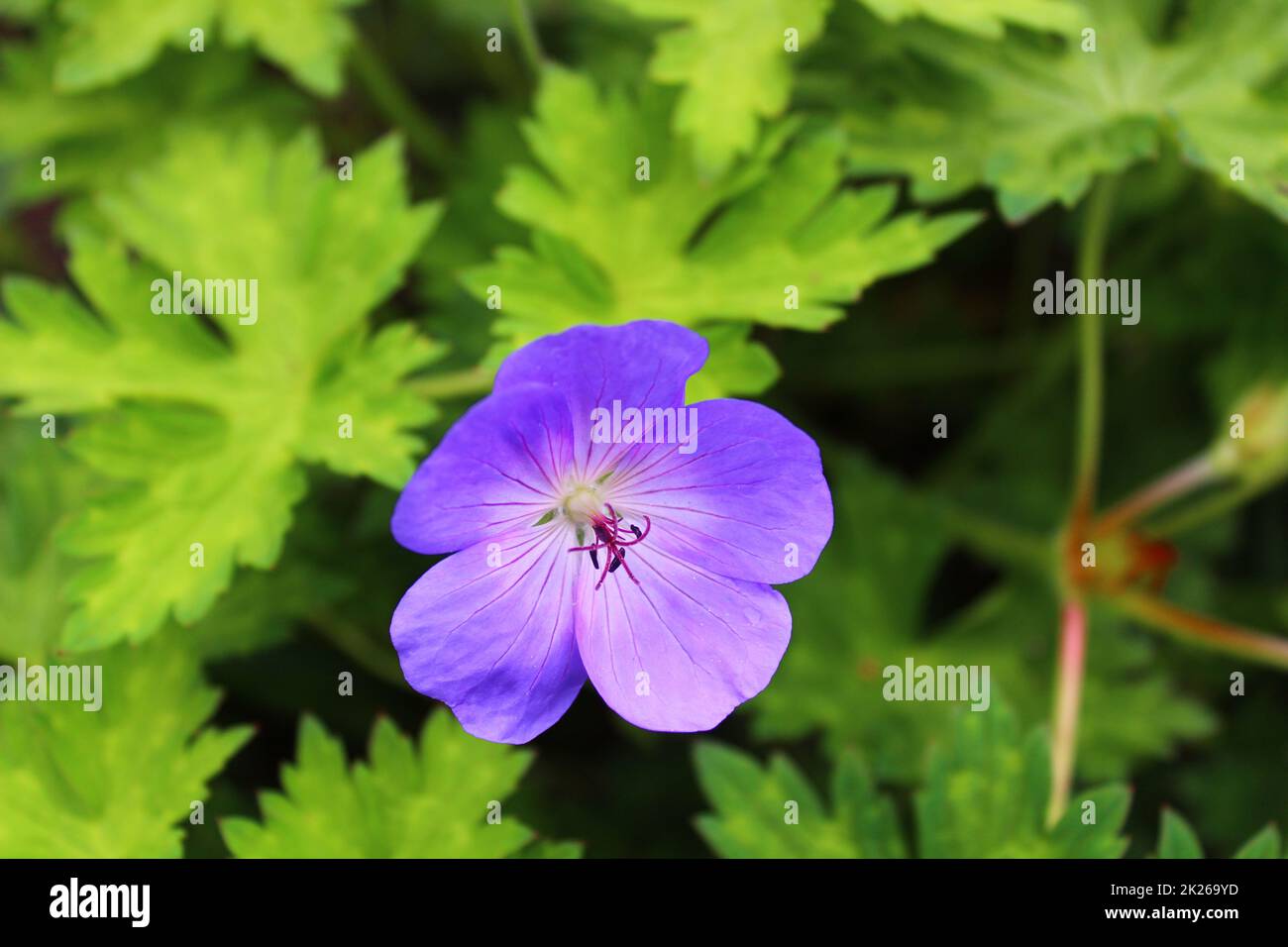 Geranium field hi-res stock photography and images - Alamy