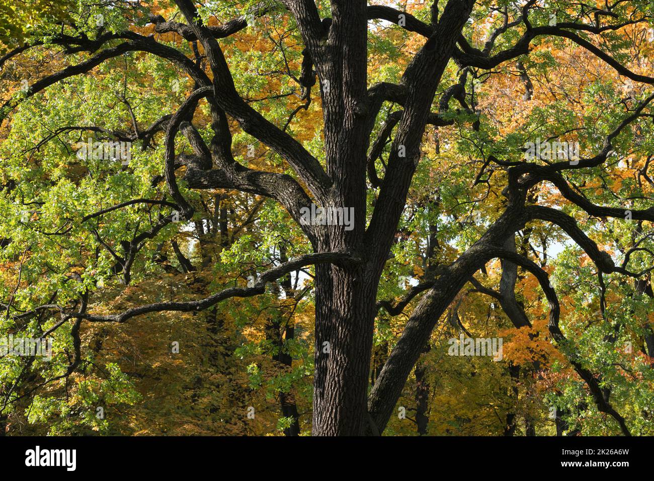 Big oak tree hi-res stock photography and images - Alamy