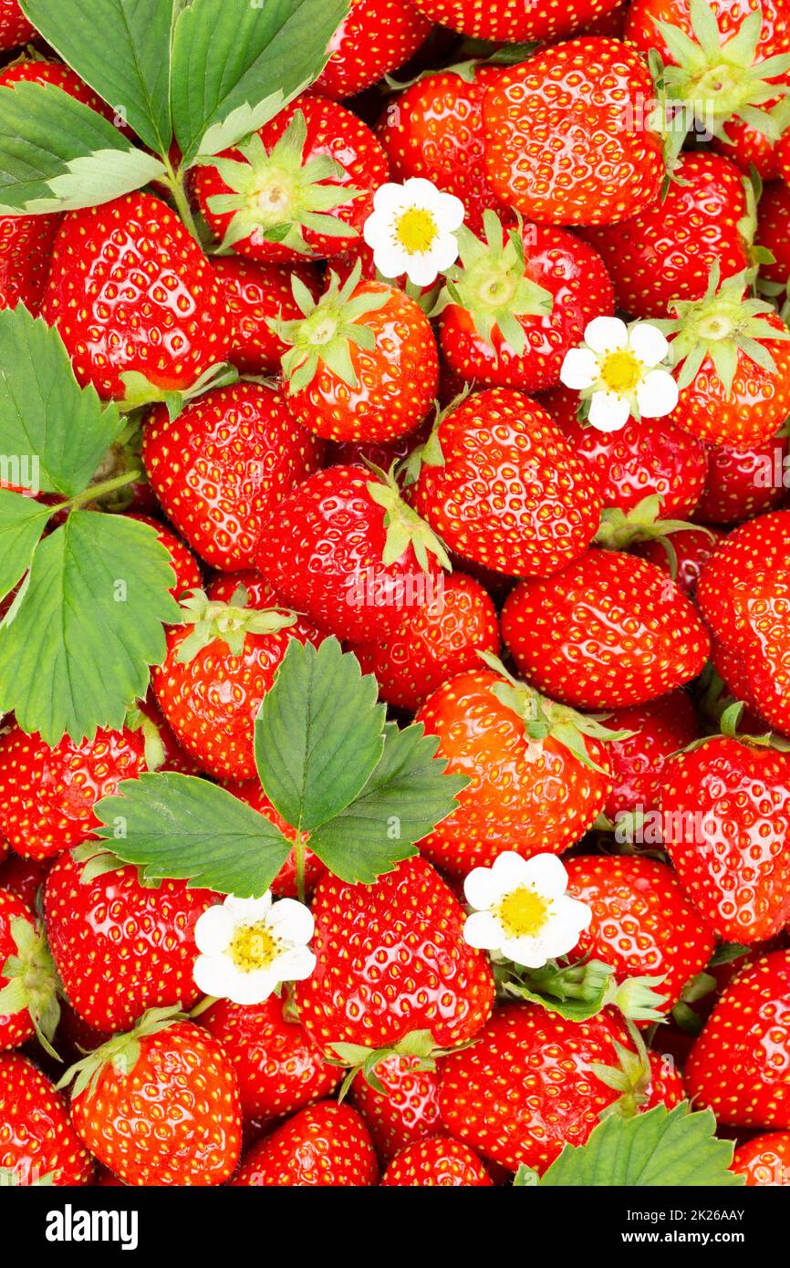 Strawberries berries fruits strawberry berry fruit from above with ...